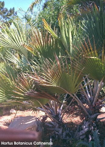 Exotische Nutz- und Zierpflanzen - Hyphaene coriacea