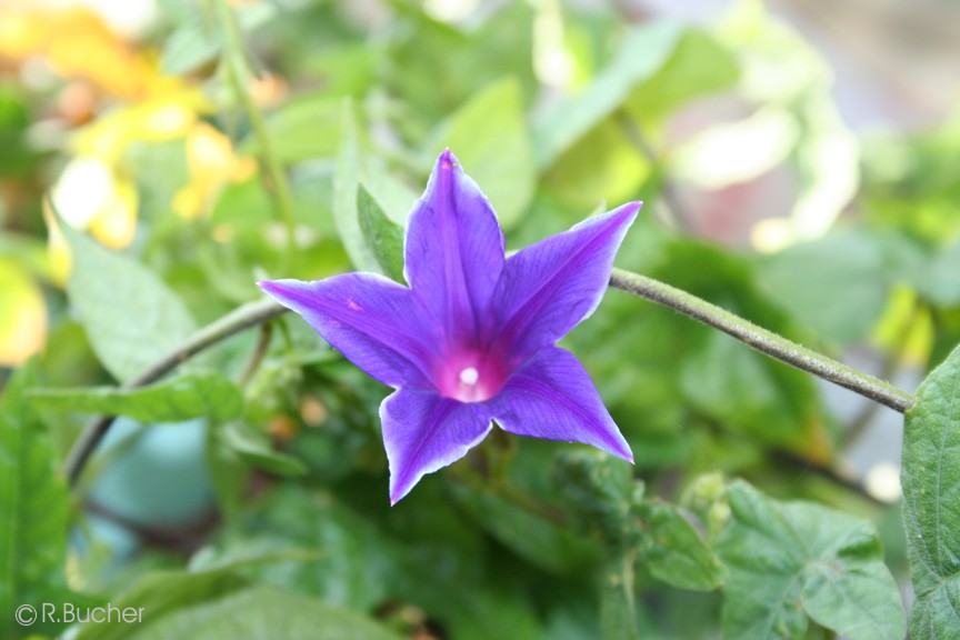 Exotische Nutz- und Zierpflanzen - Ipomoea tric. 'Double Blue Picotee'