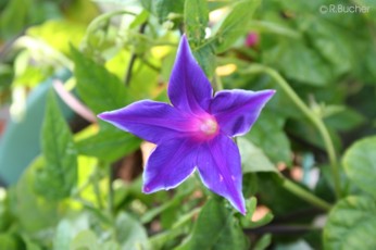Exotische Nutz- und Zierpflanzen - Ipomoea tric. 'Double Blue Picotee'