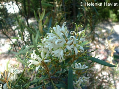 Exotische Nutz- und Zierpflanzen - Lomatia polymorpha