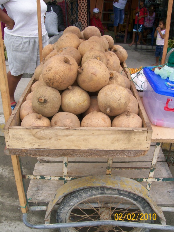 Exotische Nutz- und Zierpflanzen - Mammea americana