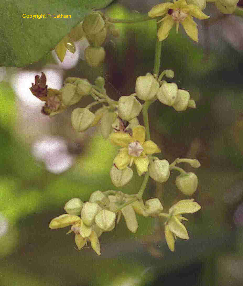 Exotische Nutz- und Zierpflanzen - Mondia whitei