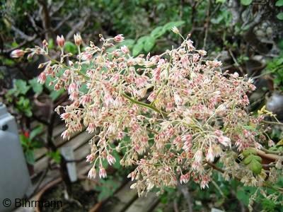 Exotische Nutz- und Zierpflanzen - Pachycormus discolor