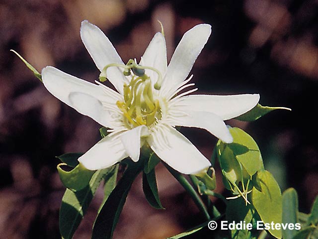 Exotische Nutz Und Zierpflanzen Passiflora Setacea