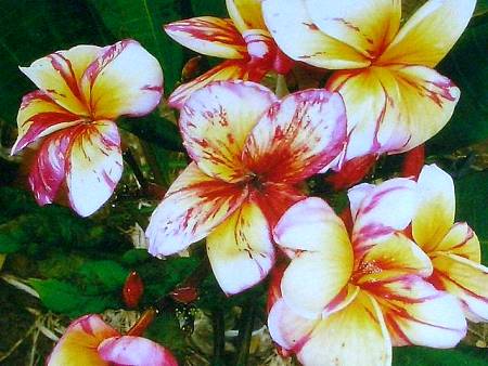 Exotische Nutz- und Zierpflanzen - Plumeria rubra cv. 'Crazy Splash'