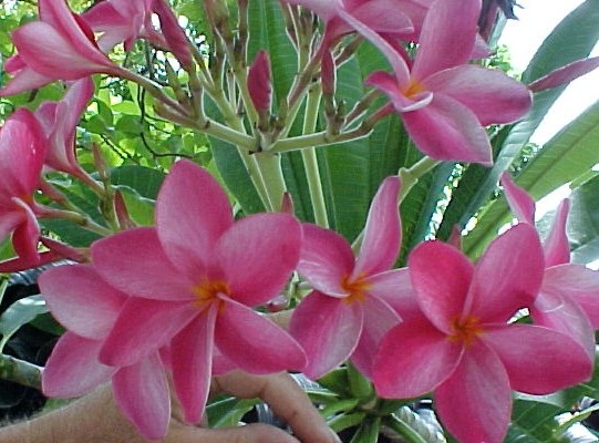 Exotische Nutz- und Zierpflanzen - Plumeria rubra cv. 'Miami Rose'