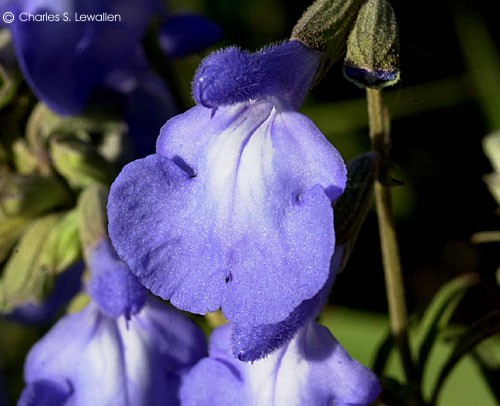 Exotische Nutz- und Zierpflanzen - Salvia azurea