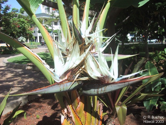 Exotische Nutz- und Zierpflanzen - Strelitzia alba