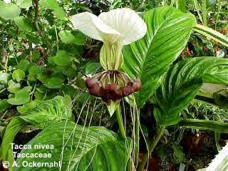 Exotische Nutz- und Zierpflanzen - Tacca nivea