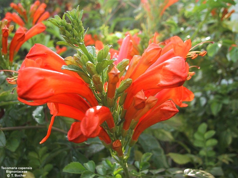 Exotische Nutz- und Zierpflanzen - Tecomaria capensis