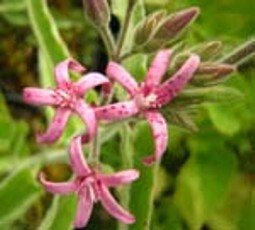 Exotische Nutz- und Zierpflanzen - Tweedia sp. 'pink'