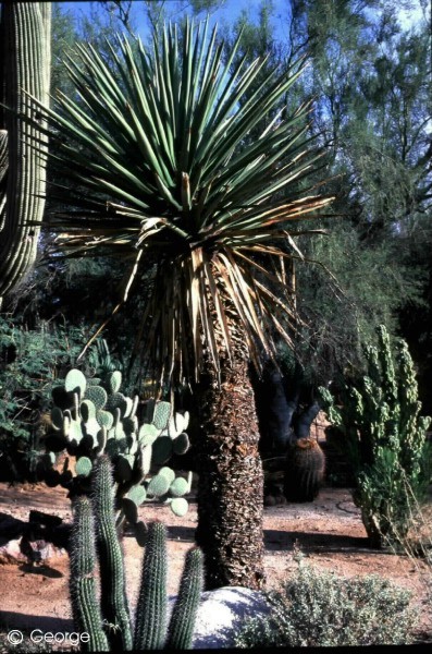 Exotische Nutz- und Zierpflanzen - Yucca faxoniana