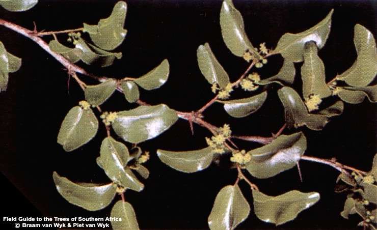 Exotische Nutz- und Zierpflanzen - Ziziphus mucronata