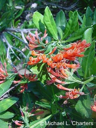 Exotische Nutz- und Zierpflanzen - Alberta magna