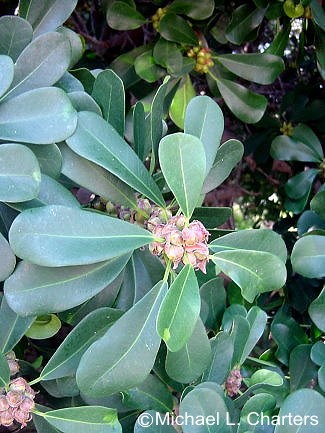 Exotische Nutz- und Zierpflanzen - Ficus natalensis