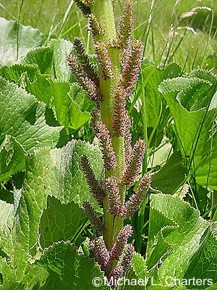 Exotische Nutz- und Zierpflanzen - Gunnera perpensa