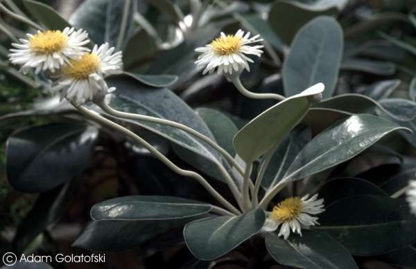 Exotische Nutz- und Zierpflanzen - Pachystegia insignis