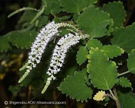 Exotische Nutz- und Zierpflanzen - Tetradenia riparia